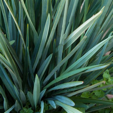 Dianella Cassa Blue Potplantheavenperth