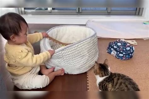 这宝宝也太霸气了吧当着猫的面霸占人家的窝还为所欲为