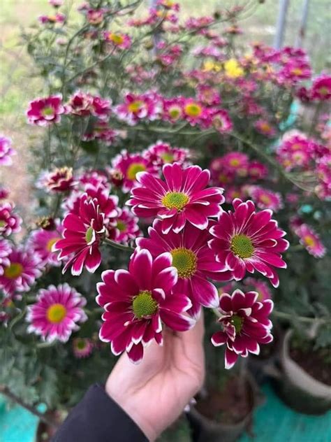 Hội Hoa Cúc Cổ Cúc Thân Gỗ Cúc Nam Phi 🌲🌲các Loại Cúc Chậu Cho Hoa Tết