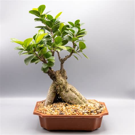 Bonsai Tree Ginseng Ficus Killian Growers Nursery