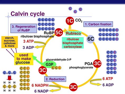 Photosynthesis The Calvin Cycle Life From Air Ppt Download