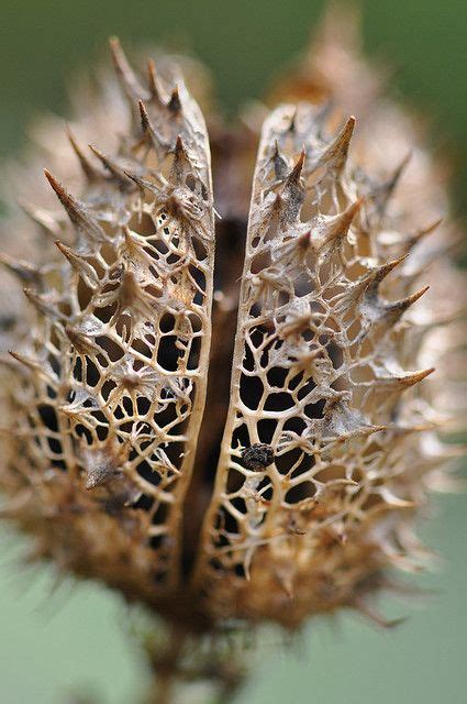 Seed Pod Seed Pods Patterns In Nature Seeds