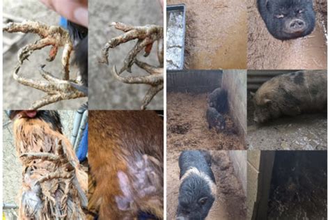 Des dizaines d animaux retirés et placés en urgence en Lorraine ils