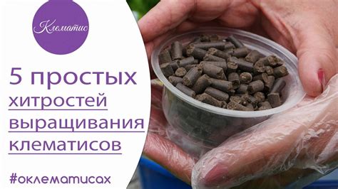 🌺 5 простых хитростей при выращивании клематисов от Нины Петруши и ...