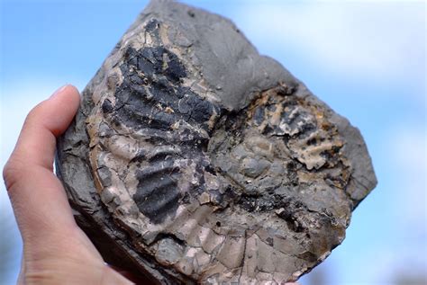 Uk Fossil Collecting