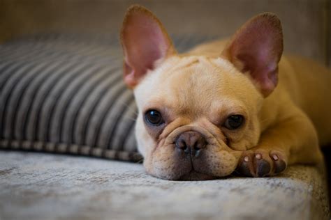 7 Signs It Might Be Time To Say Goodbye Go Your Dog Tischman Pets