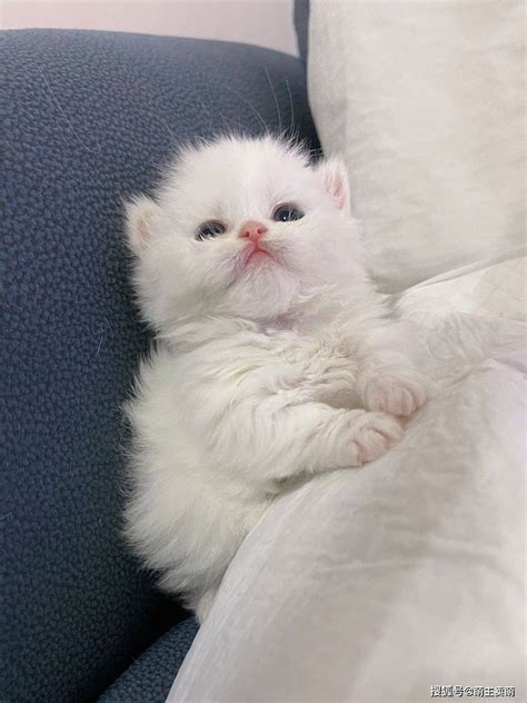 哒咩哒咩 搜狐大视野 搜狐新闻