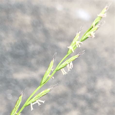 イネ科の花粉症ネズミホソムギ 鼠細麦 ってどんな植物 名前の由来ネズミムギホソムギ画像 室内ガーデニング
