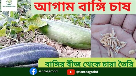 বাঙ্গির বীজ অংকুরিত করার নিয়ম ও মাদায় বাঙ্গির বীজ রোপন করার পদ্ধতি