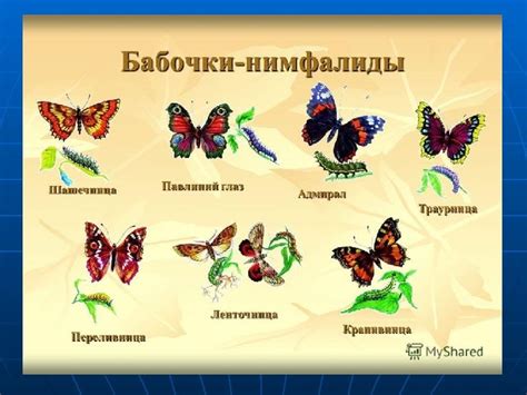 Бабочки картинки с названиями для детей