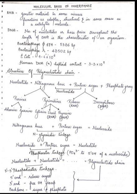Molecular Basis Of Inheritance Biology Class 12 Chapter Handwritten