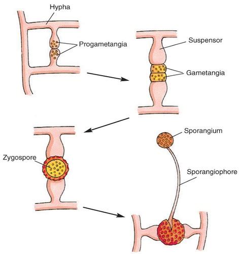 Rhizopus Microscope Labeled