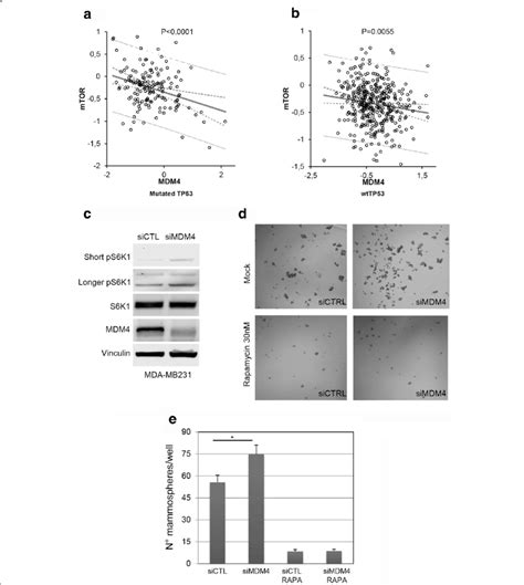 Mdm4 Regulates Cell Tumor Cell Growth A B Linear Regression Analysis