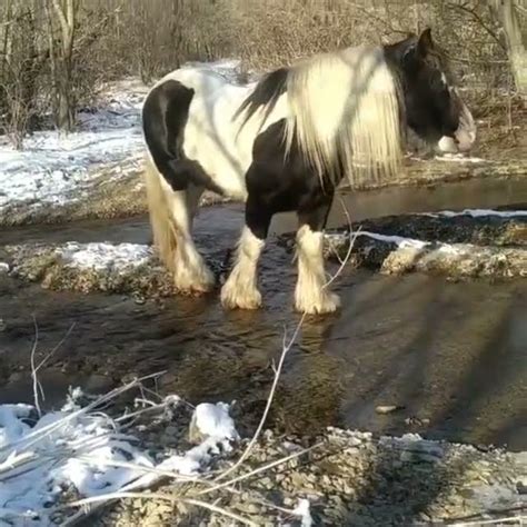 ТИНКЕР жеребец Youtube