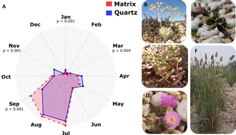 A Spider Plot Illustrating The Flowering Onset Of The Plant Species