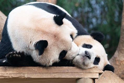 Ghim Của 숲속나라 조 Trên 1바오가족 Dễ Thương