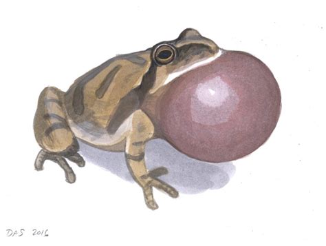 Spring Peeper Original Art Sibley Guides