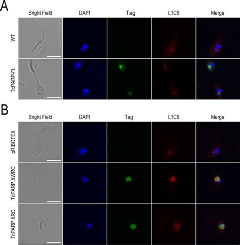 Colocalization Of Tcparp Constructs With Nucleolus Marker L1c6 A