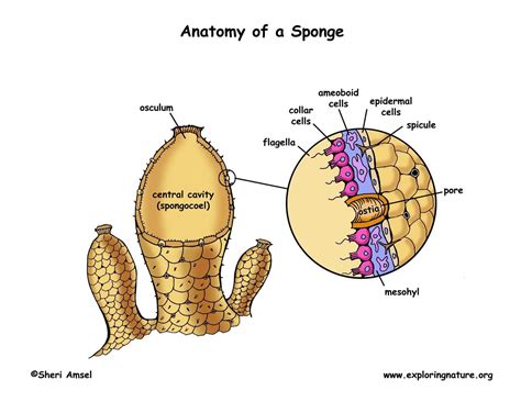 Phylum Porifera Sponges Exploring Nature