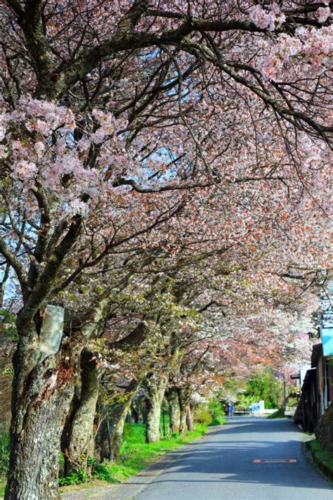 三多気の桜のフリー写真素材壁紙 三重フォトギャラリー