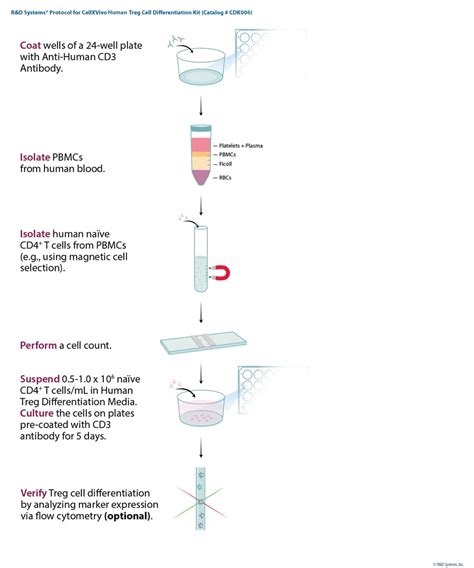 Cellxvivo Human Treg Cell Differentiation Kit Cdk006 By Randd Systems Part Of Bio Techne