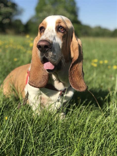 Razas de Perros con Orejas Largas Guía Completa y Cuidados