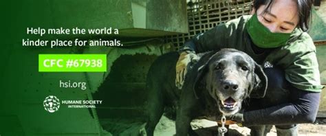 Help Humane Society International Make Substantial Strides In Animal