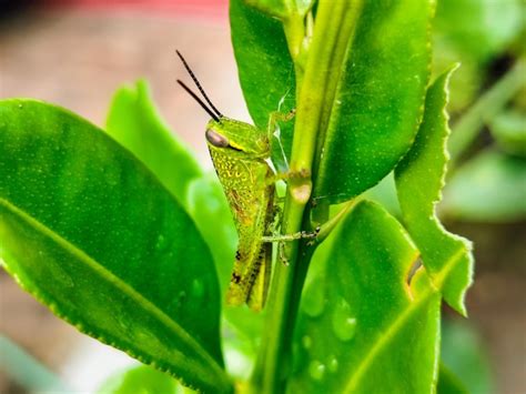 Grasshopper On A Tree Images Free Download On Freepik