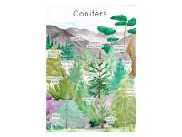 Conifer Flashcards Evergreen Christmas Tree Flashcards Set Instant Download By Teach Simple