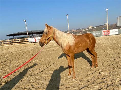 Bu düğünde gelin ve damadı gören şaşıp kalıyor Önce kına gecesi sonra