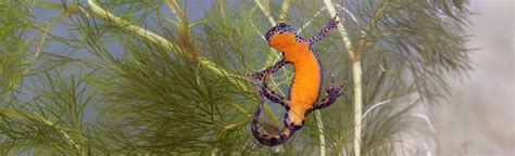 Salamanders Caudata Vertebrates Belonging To Amphibians