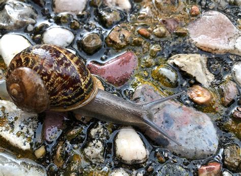 Snail Pebbles Pebble Free Photo On Pixabay