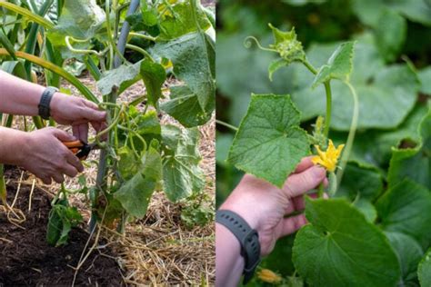 How To Prune Cucumbers When You Should Shouldn T Do It
