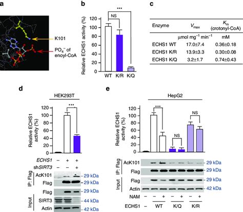 Acetylation Inactivates ECHS1 A The Crystal Structure Shows That K101