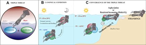 Conceptual Model On The Physiological Hypothesis Of Dosidicus Gigas