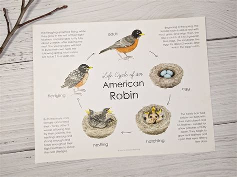 American Robin Life Cycle Pack Homeschool Printable 3 Part Etsy