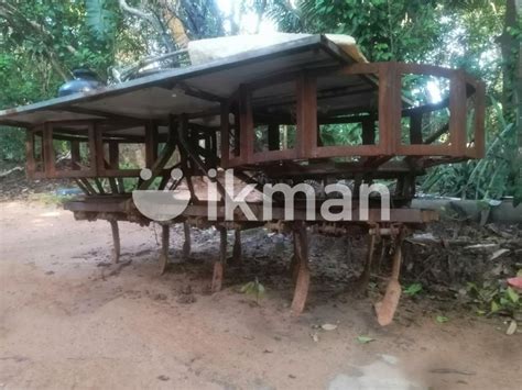 වීල් නඟුල For Sale In Polonnaruwa City Ikman
