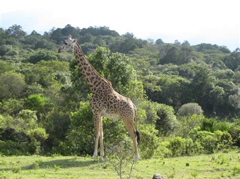 Dr Schumm Steve Schumm Dds