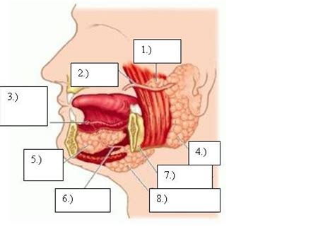 Major Salivary Glands Diagram Diagram Quizlet
