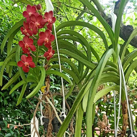 Tutto Sullorchidea Vanda — Vitaminaesse Pianto Dunque Sono