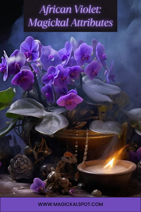African Violet Magickal Attributes In 2024 African Violets Magical