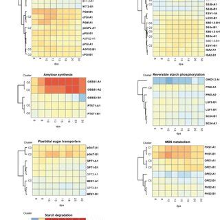 Identification Of Distinct Expression Profiles During Endosperm