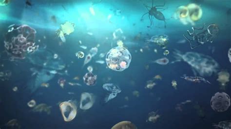 Marine Phytoplankton Loop Youtube