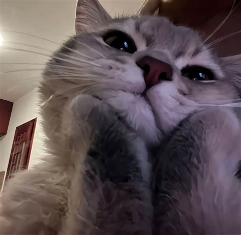 Cute Cat For Profile Picture