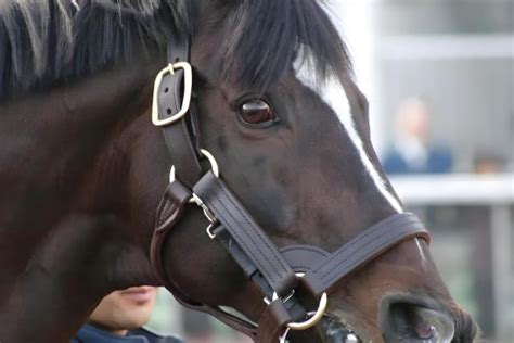 Tokai Teio（japanese Thoroughbred Racehorse）baiduwiki