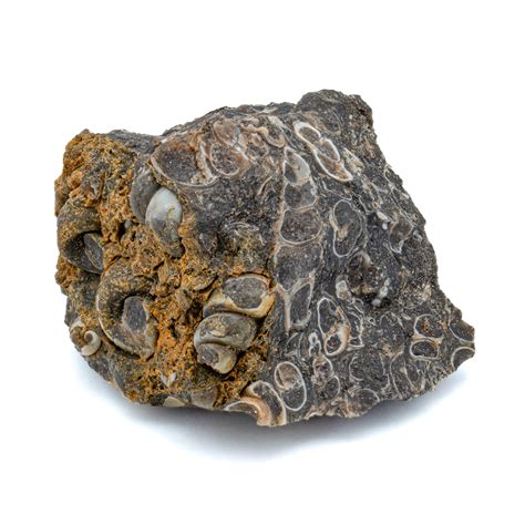 Fossil Snail Clusters