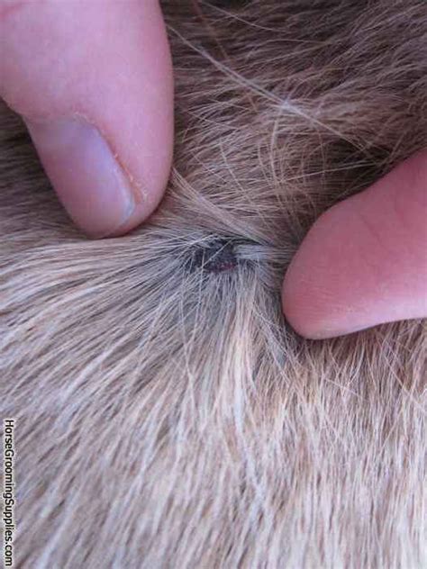 Embedded Tick Head Left