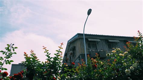 图片素材 花 4608x2592 104395 素材中国 高清壁纸 Pxhere摄影图库