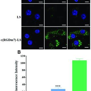 Cellular Uptake Of DiO Loaded LS In A549 Cells A CLSM Images Of A549