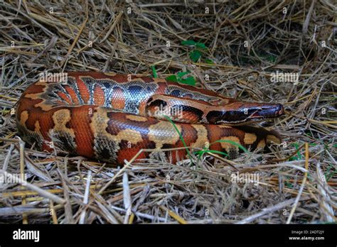 Close Up Sumatran Red Blood Python Python Curtus Brongersmai Stock